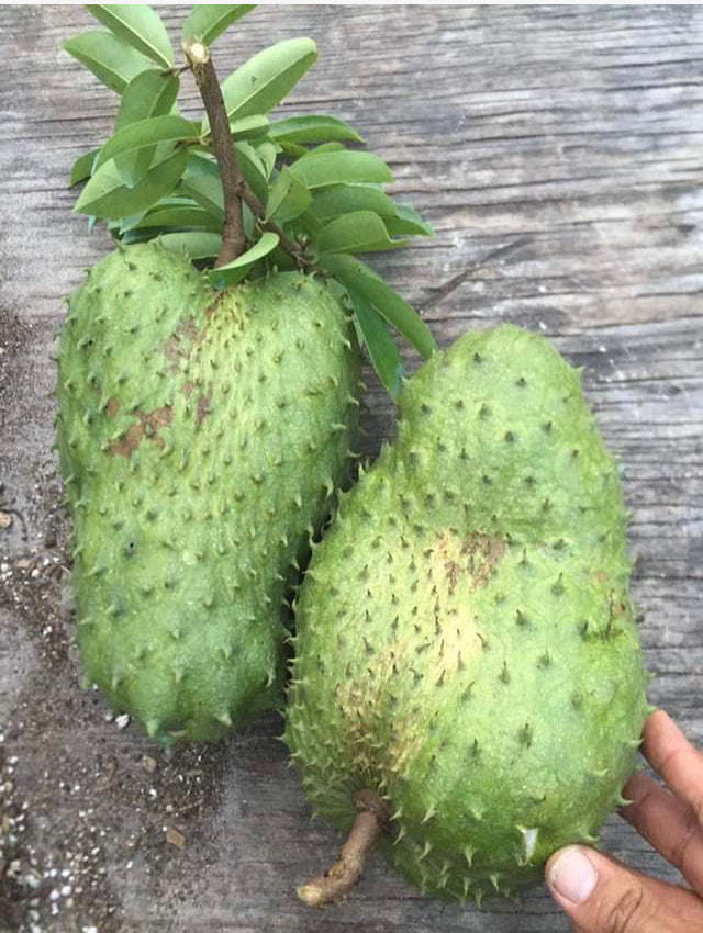 Grafted Guanabana aka Soursop Tree 3 Gallon Pot – Fruit Hunters