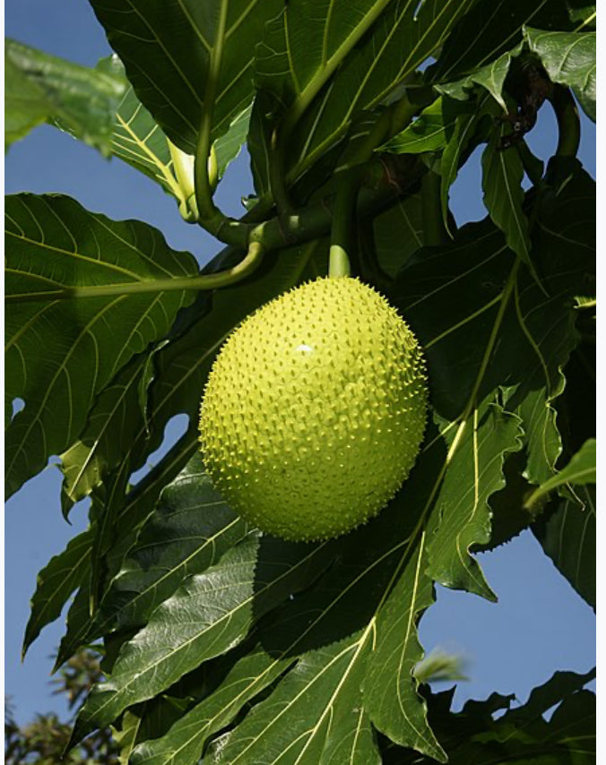 Breadnut Tree 1 Gallon – Fruit Hunters