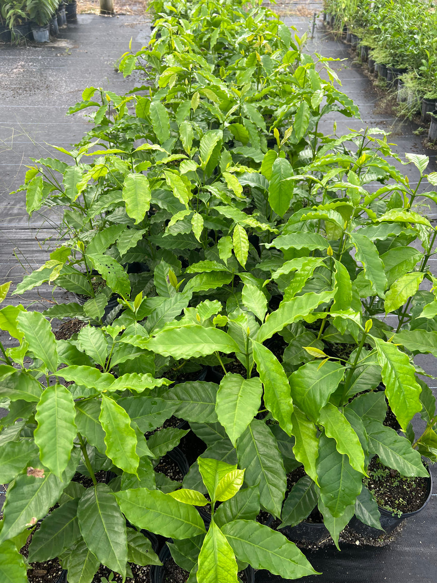 Coffee Tree Seedling (Coffea arabica) 1 Gallon Pot – Fruit Hunters