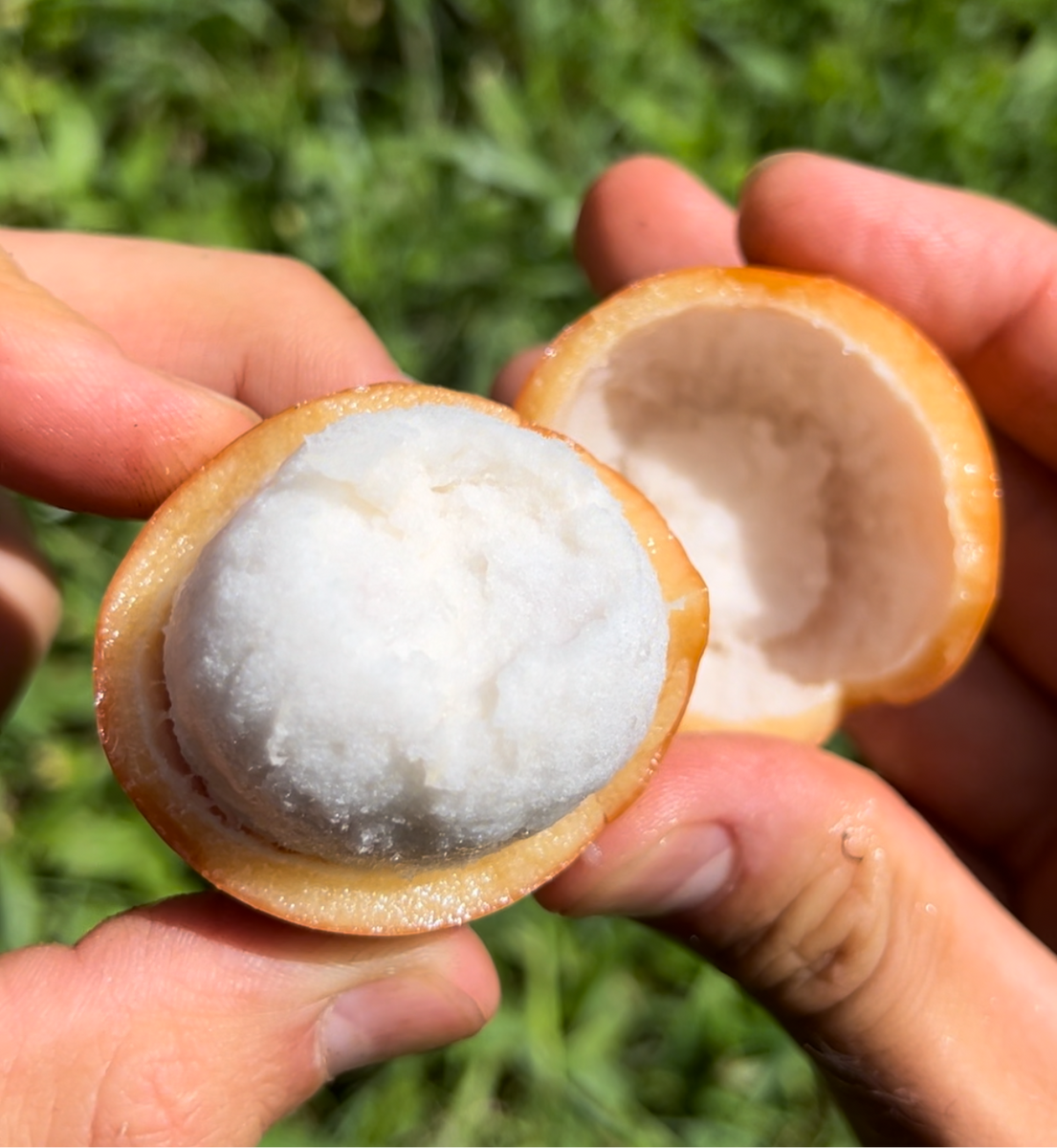 PREORDER Achacha – Fruit Hunters