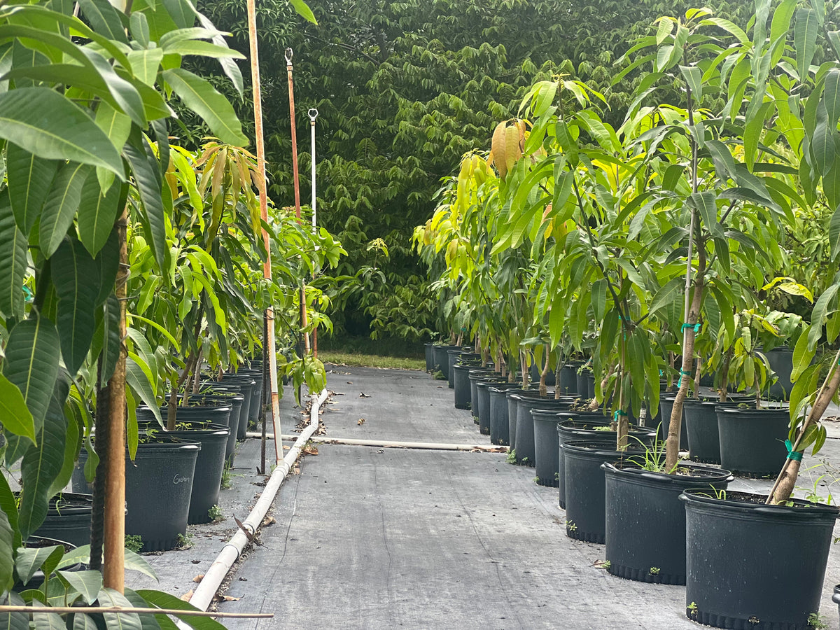 GRAFTED MANGO TREE 7 GALLON POT – Fruit Hunters