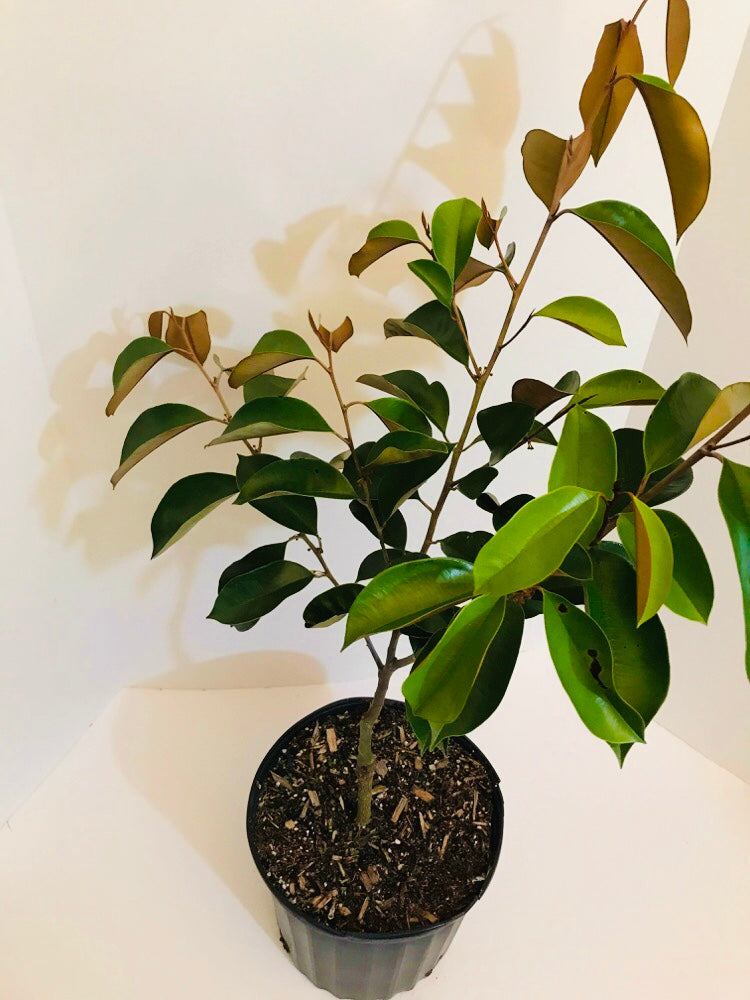 Grafted Caimito AKA Star Apple 3 Gallon (3 varieties) – Fruit Hunters