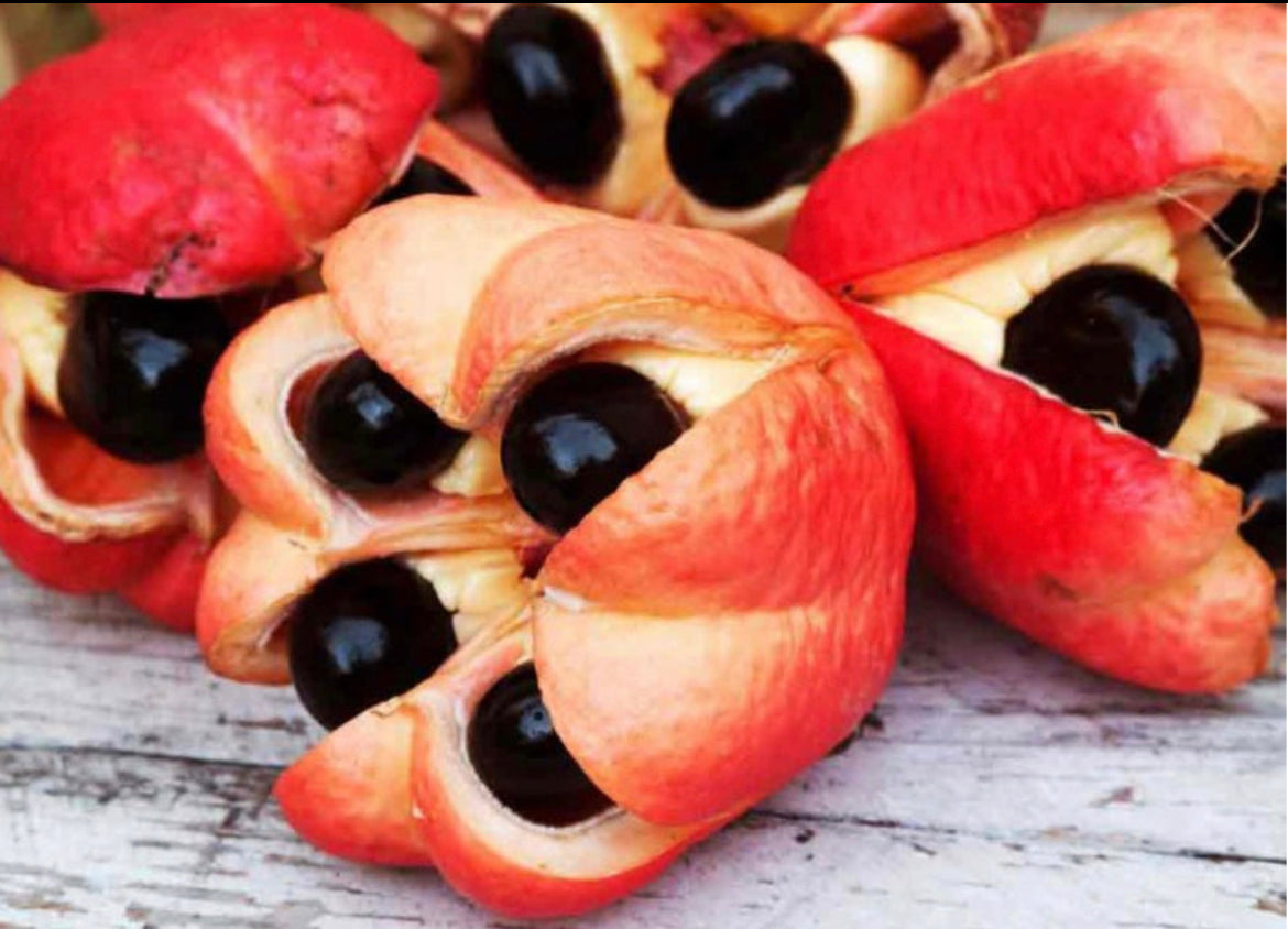 Grafted Akee Tree 1 GALLON CONTAINER – Fruit Hunters