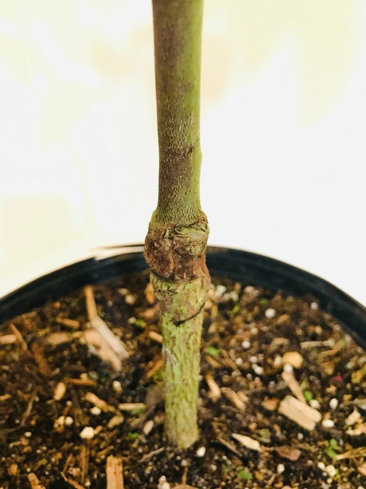 Grafted Caimito AKA Star Apple 3 Gallon (3 varieties) – Fruit Hunters