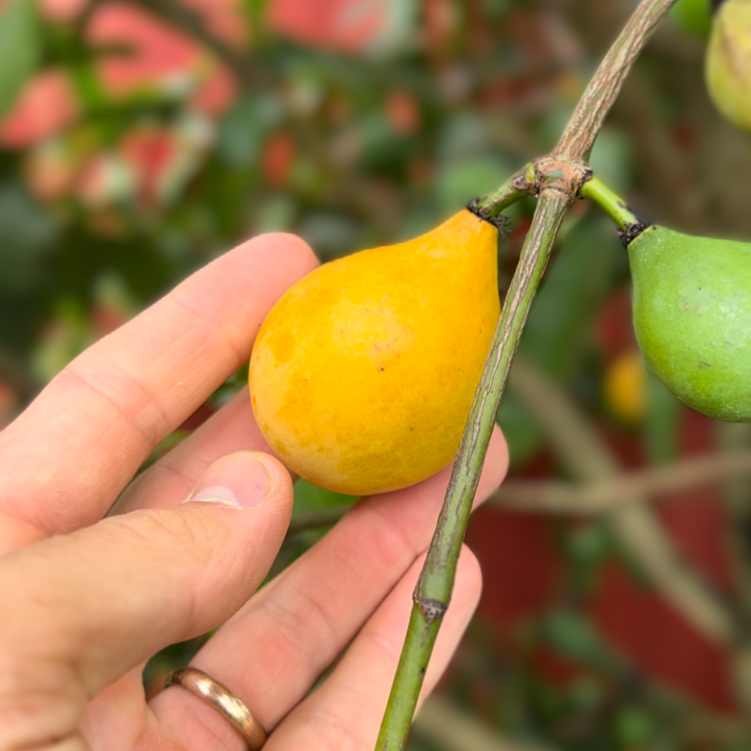 PREORDER Achacha – Fruit Hunters