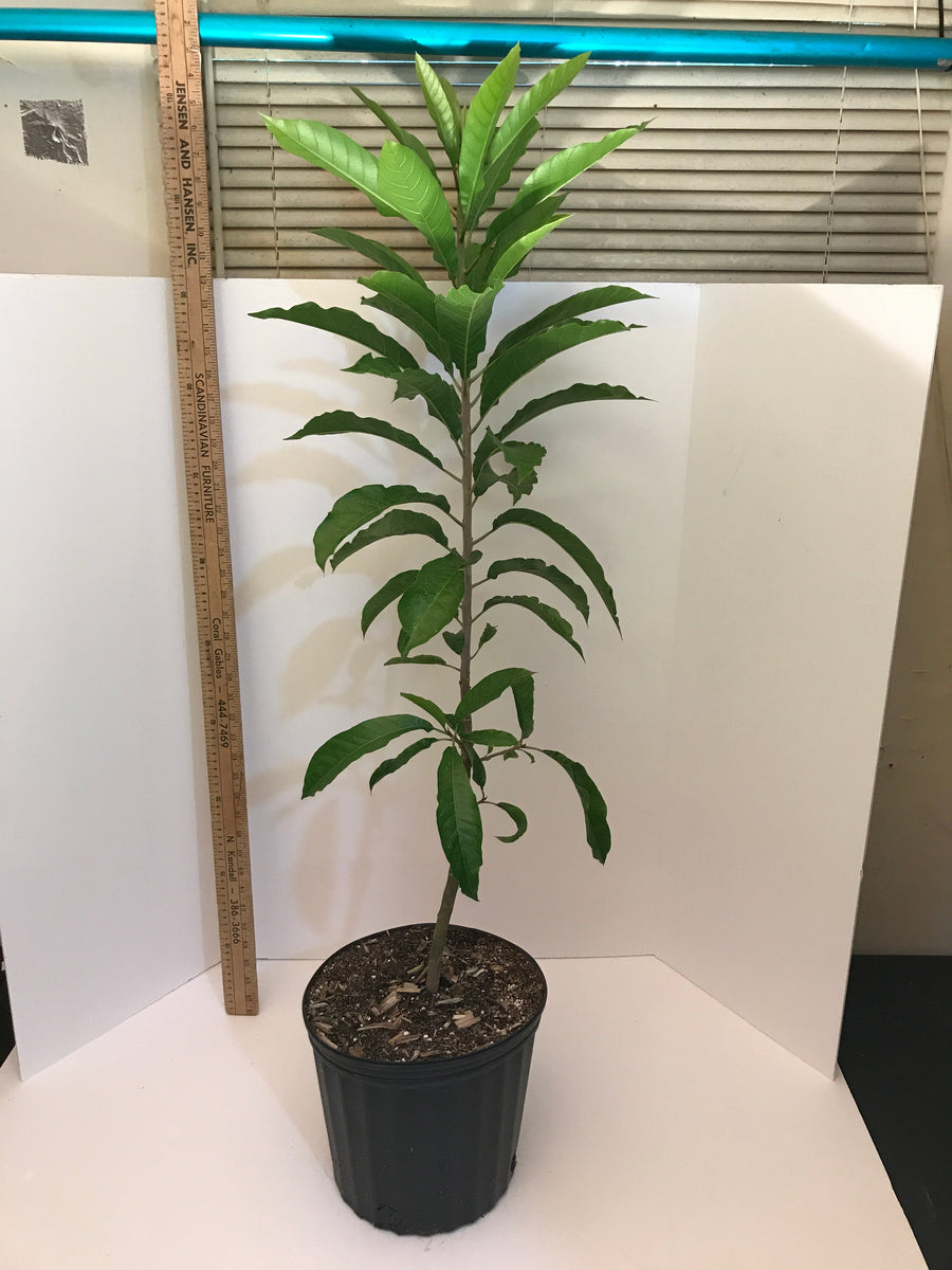 Grafted Canistel Tree aka Egg Fruit 3 Gallon pot (5 varieties) – Fruit ...