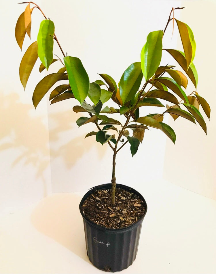 Grafted Caimito AKA Star Apple 3 Gallon (3 varieties) – Fruit Hunters