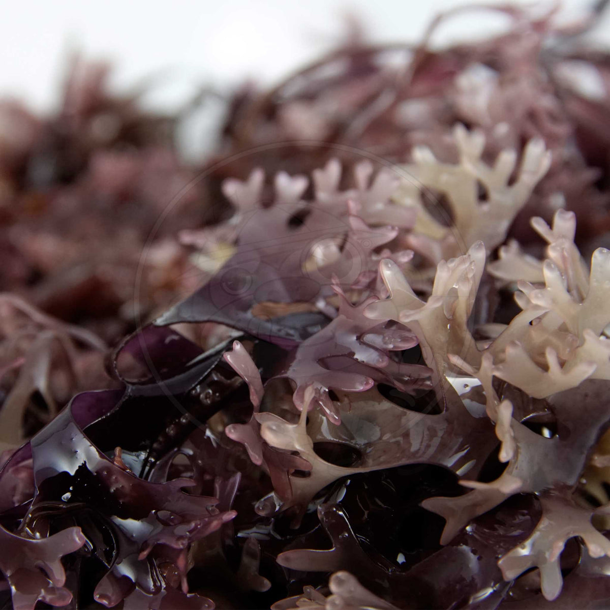 REAL Wild Crafted Irish Sea Moss (Chondrus Crispus) – Fruit Hunters