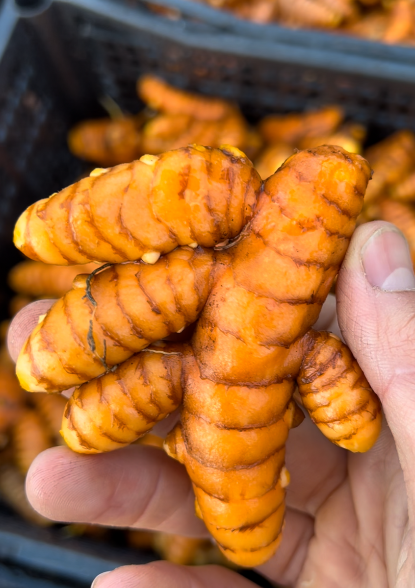PRE-ORDER Turmeric – Fruit Hunters